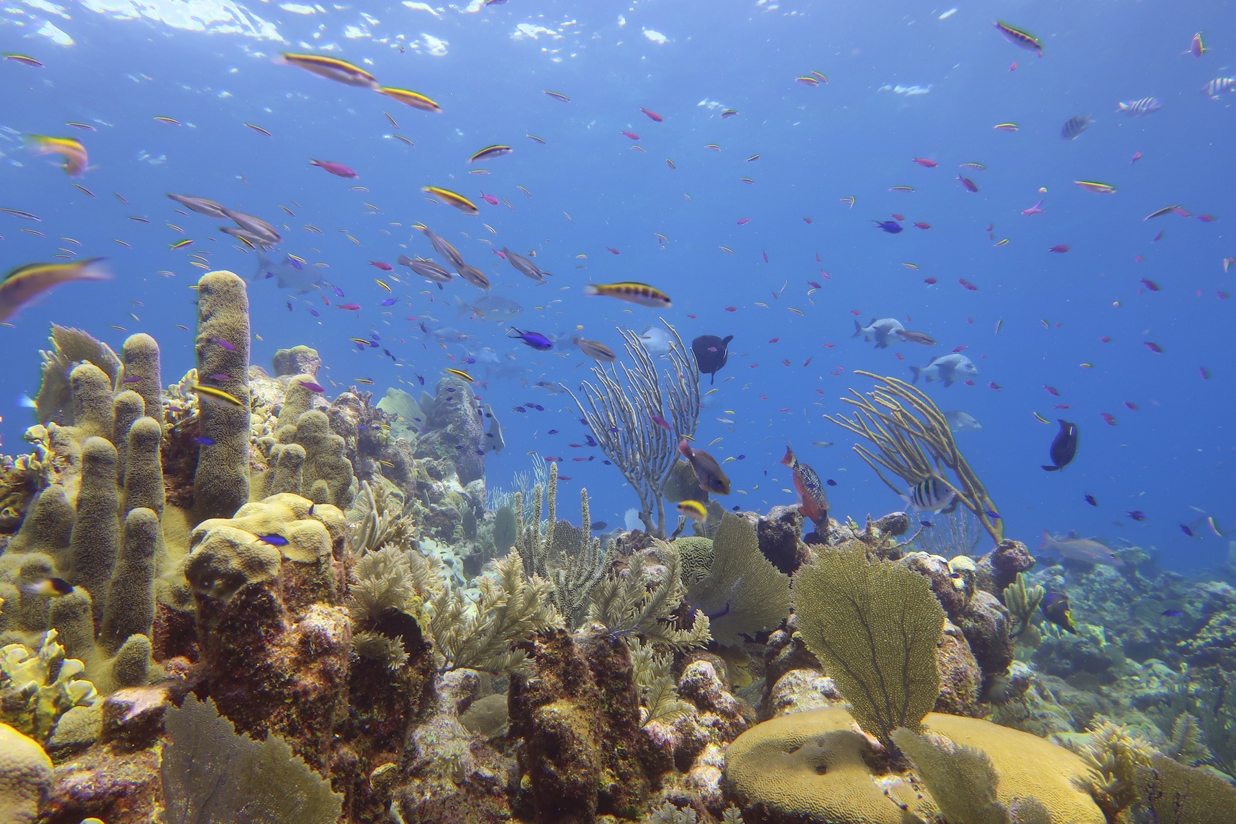 Roatan Vacation Tours | Scuba, Fishing, Day Trips | Roatan Dreamcatchers