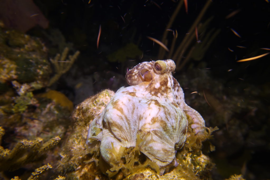 Night dive with octopus - Roatan Dreamcatchers Private Charter